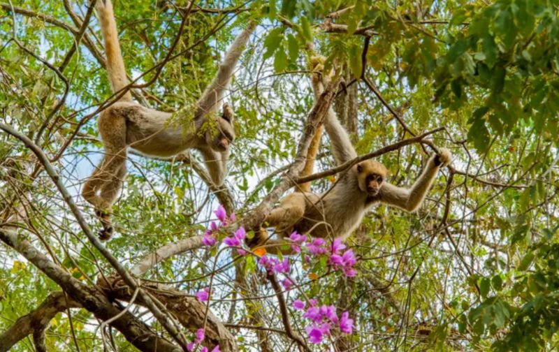 Muriqui-do-norte: 6 curiosidades sobre o maior primata brasileiro das ...