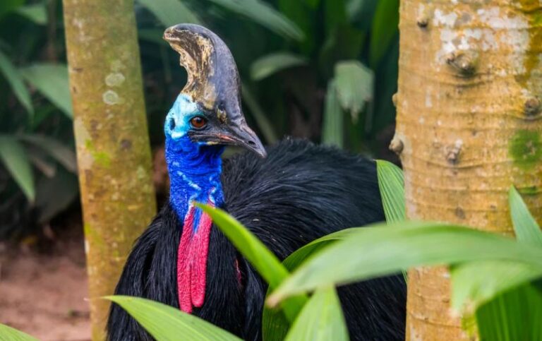 Casuar: conheça a ave mais perigosa do mundo - Portal da Floresta